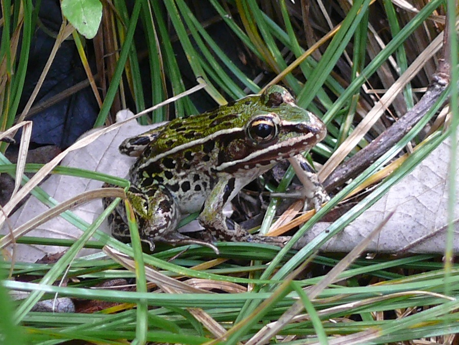Distribution and Conservation Status of the Newly Described Species of ...